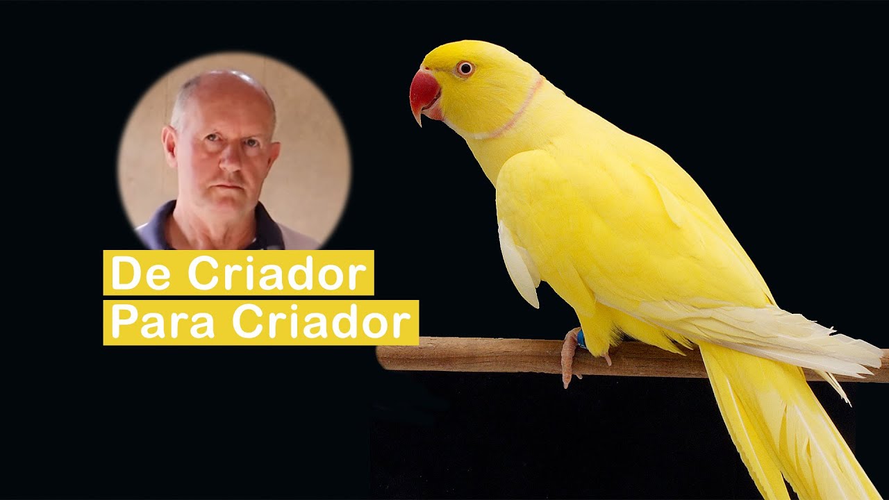De criador para Criador- Silverio Mader - Criador de Ring Neck Pallid ...