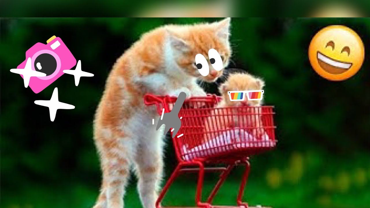 Funny Dogs And Cute Pets That Will Make You Smile 😻#18 - YouTube