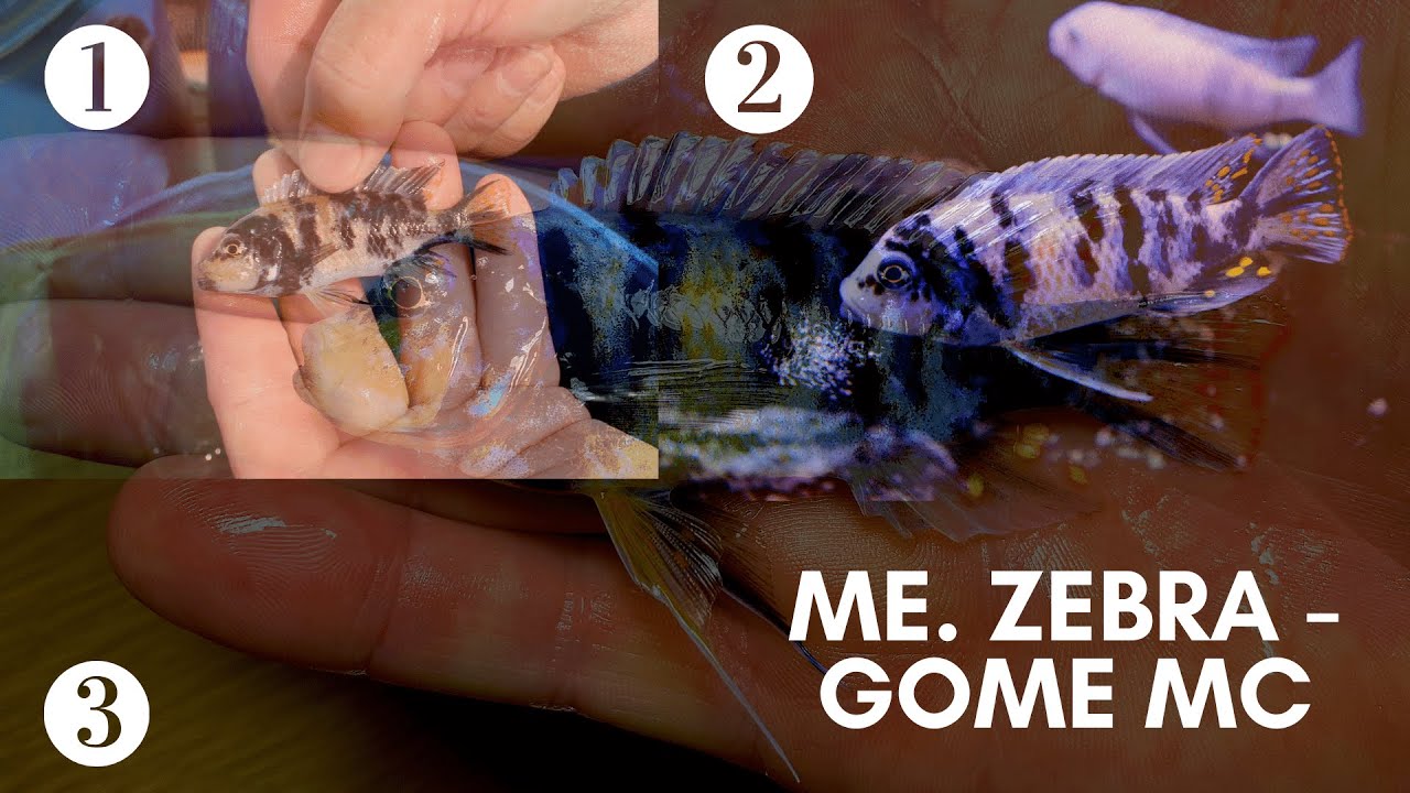 Metriaclima zebra - Gome Rocks MC (Marmelade Cat) Transformation - YouTube