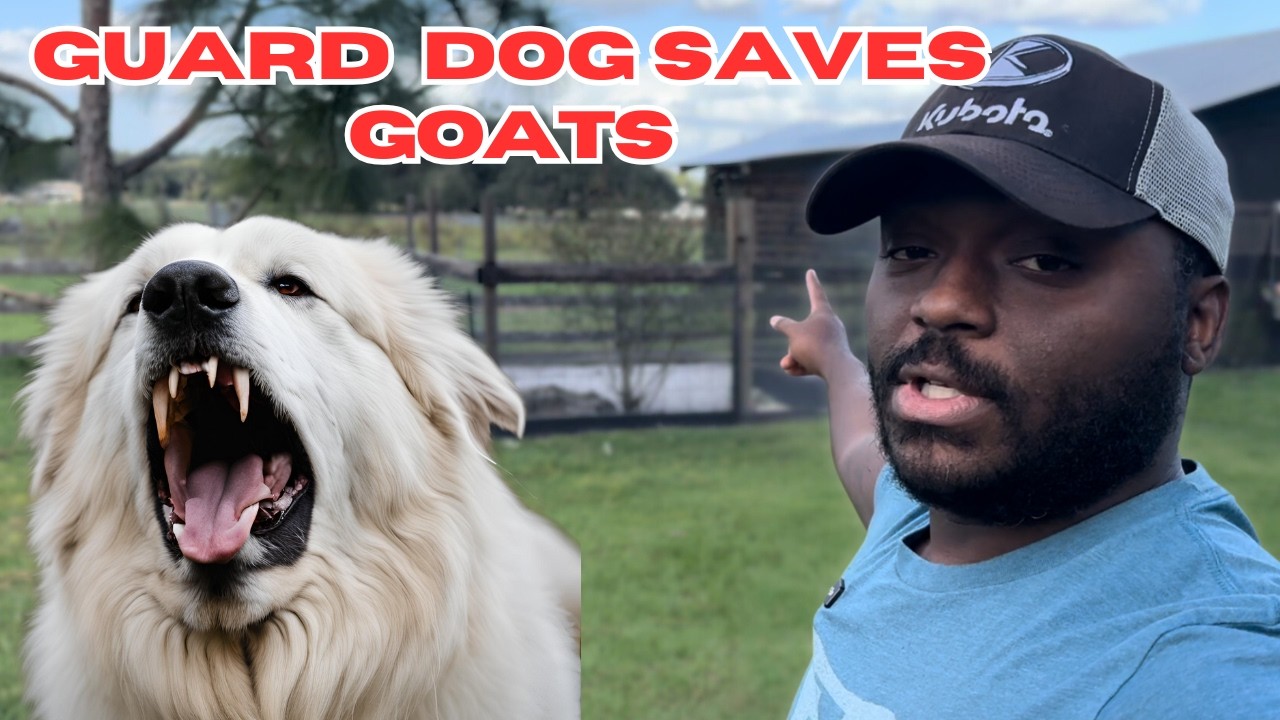 Guard Dog Kills Predator & Protects His Goats | WARNING Dont Lose Your ...