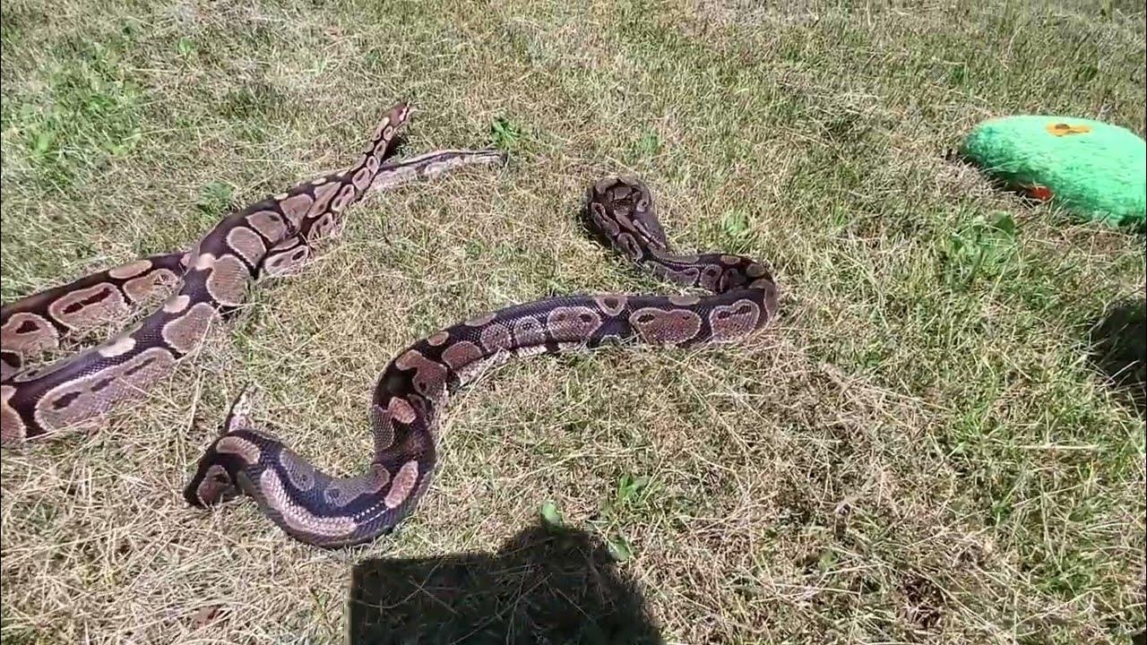 My 25 year old pet Ball Pythons. Feeding Kerby. Toad city. Tiger ...