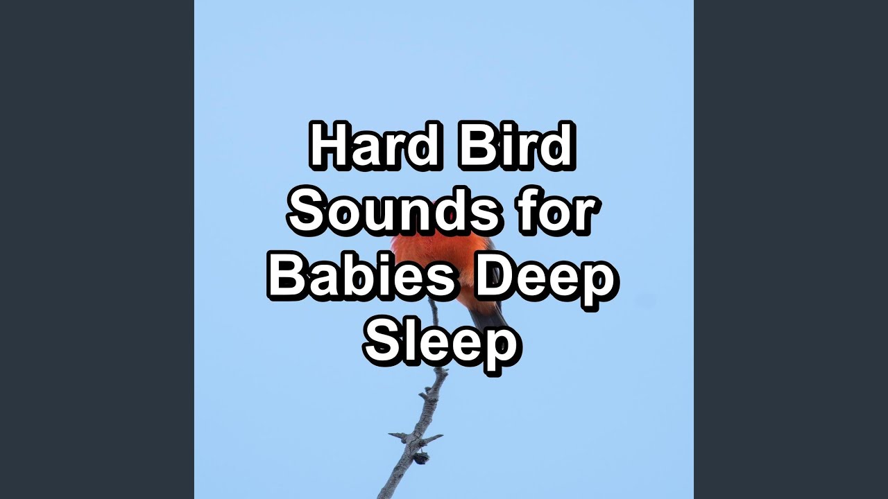 Birds Sounds Ambience Sounds For Babies and Infants - YouTube