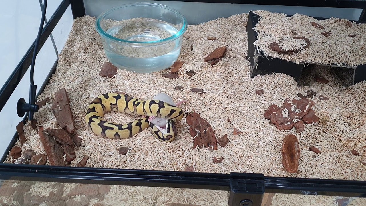 Baby ball python eating baby rat - YouTube