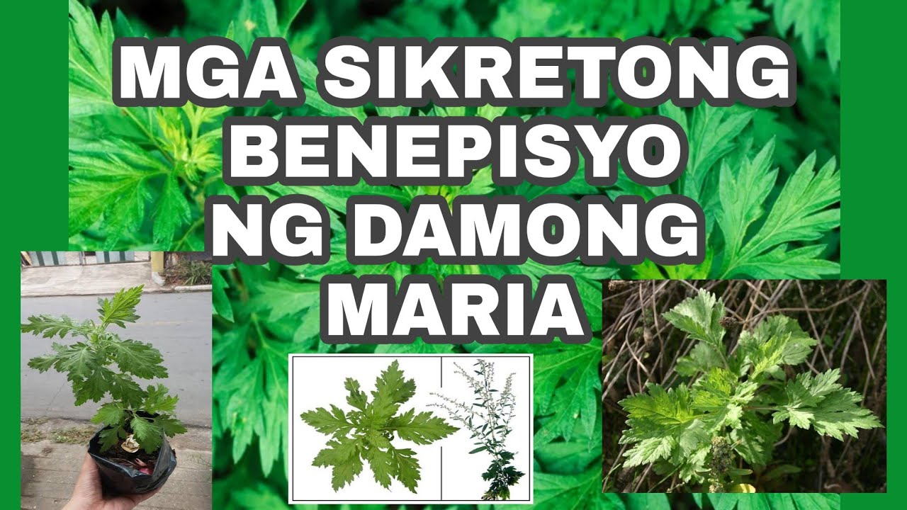 BENEPISYO NG DAMONG MARIA | DAHON NG MARIA HERBAL MEDICINE - YouTube