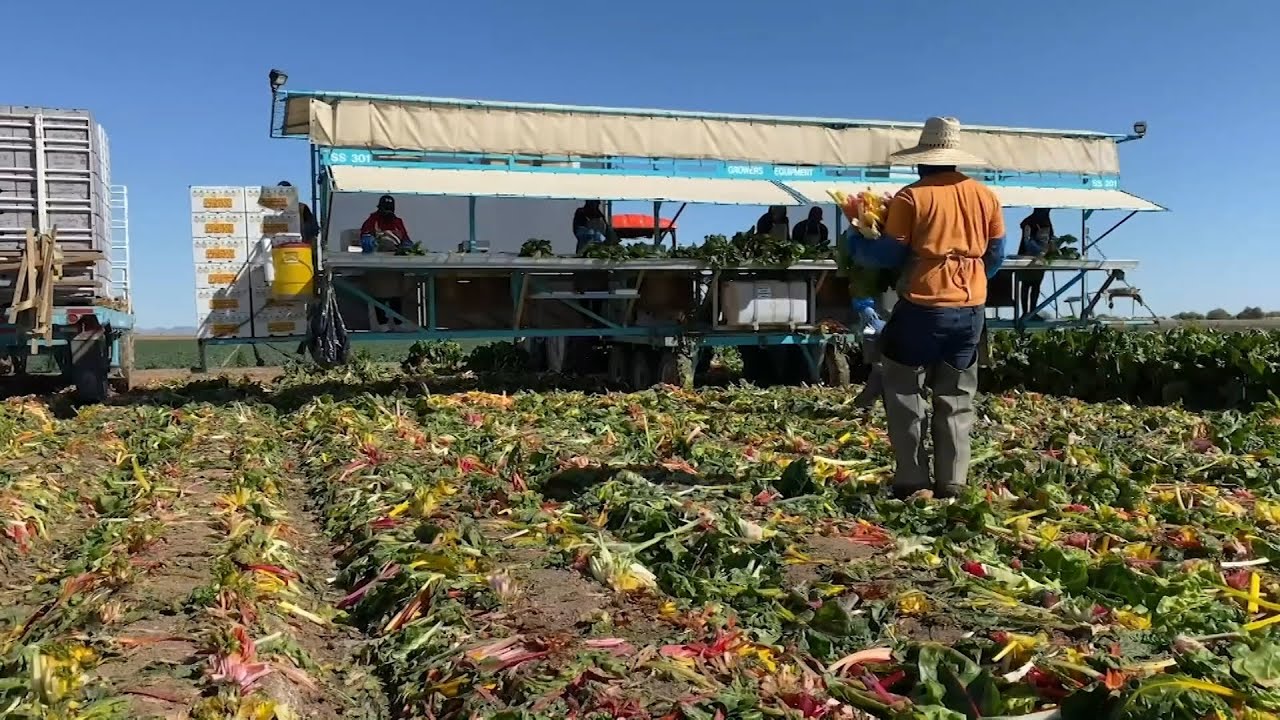Yuma Farm Business | Cronkite News - YouTube