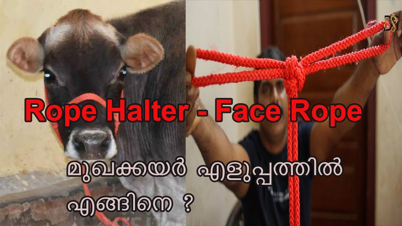 How to make a Rope Halter | Face Rope | Mukha kayar - YouTube