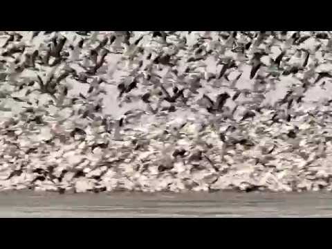 Huge Snow Goose roost on Lake Babcock (1080 HD) - YouTube