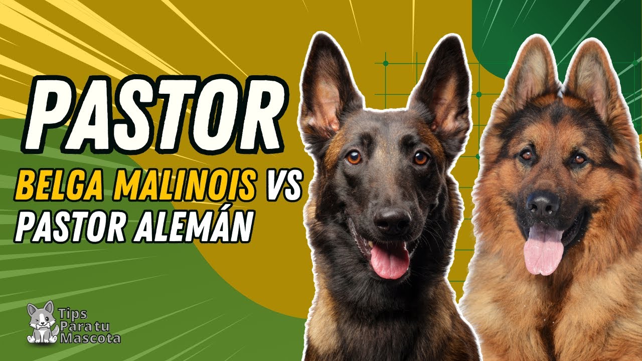 PASTOR BELGA MALINOIS VS PASTOR ALEMÁN - YouTube