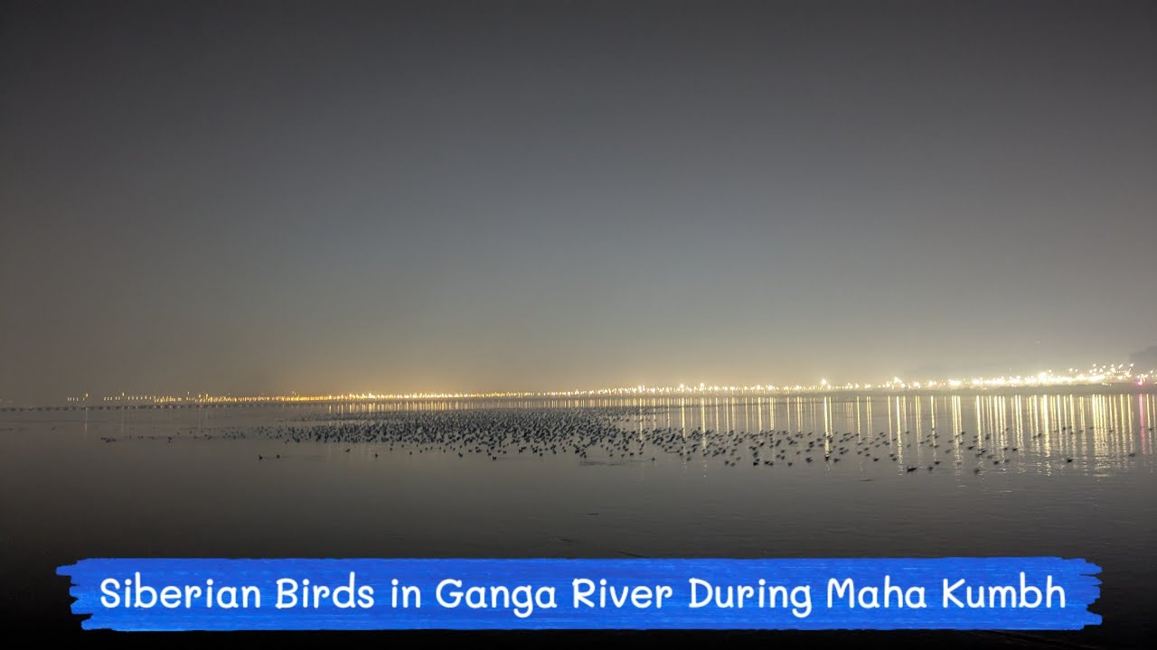 Siberian Birds in Ganga River During Maha Kumbh#thelndiavoyager - YouTube