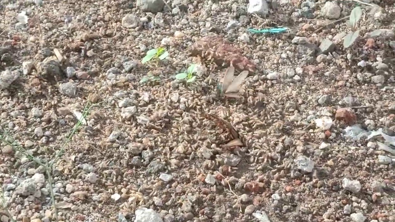 Eesal birth - YouTube