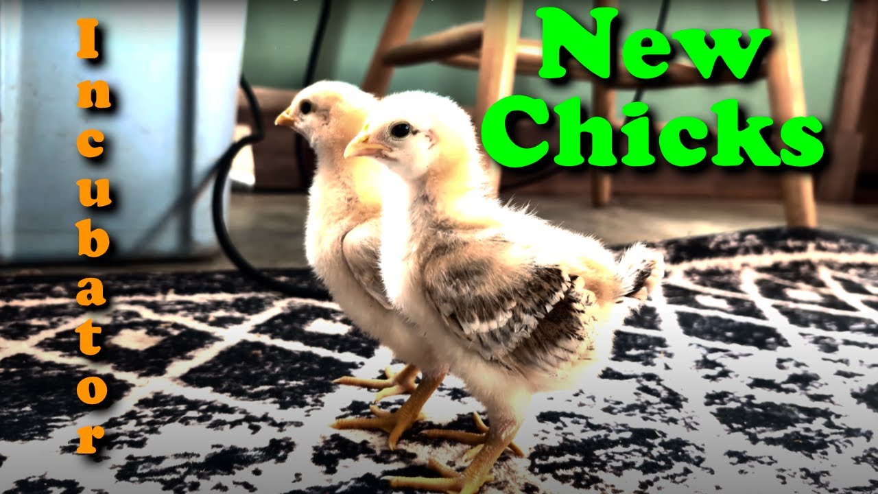 Chicks hatched from incubator - Including Momma Hen & Papa Rooster ...