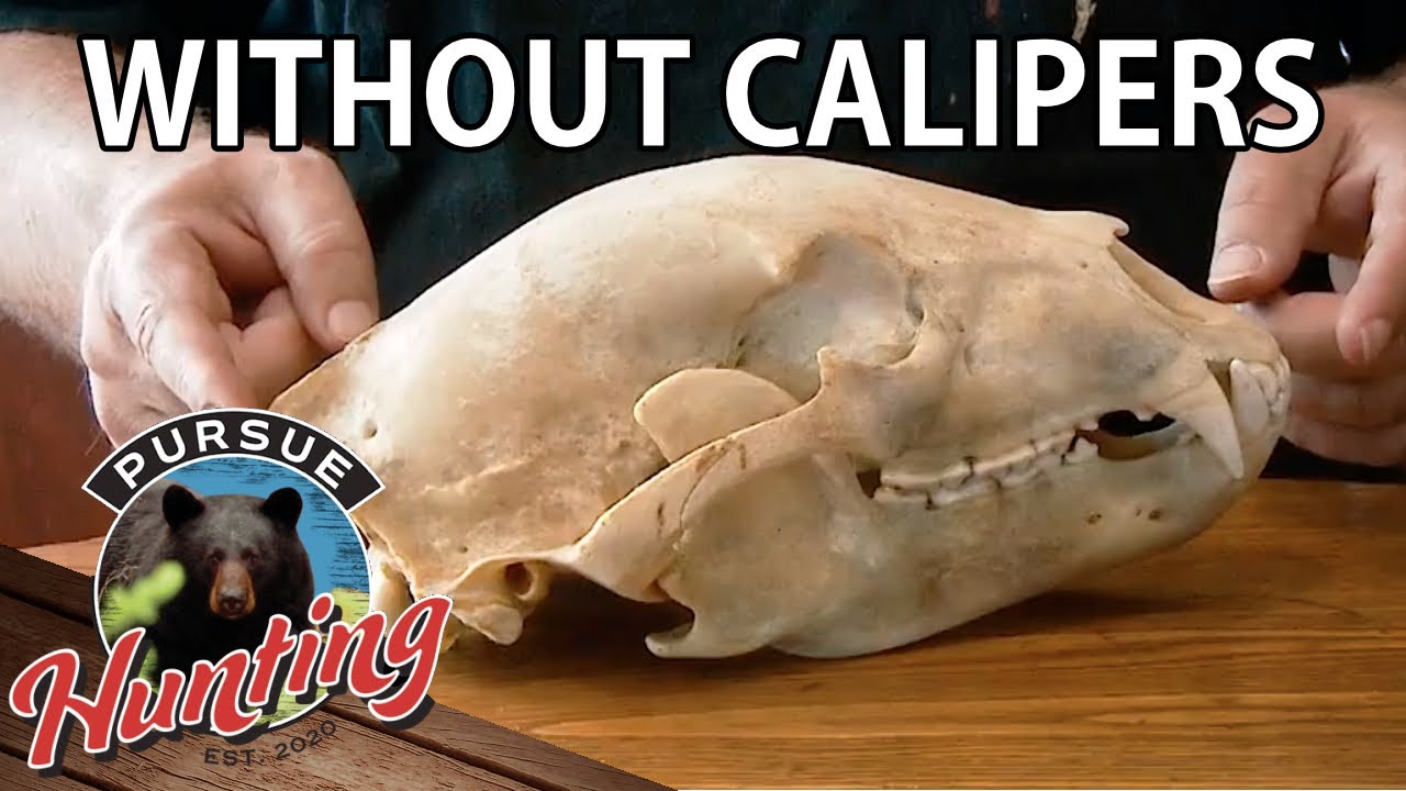 How to Score a Bear Skull Without Calipers - YouTube