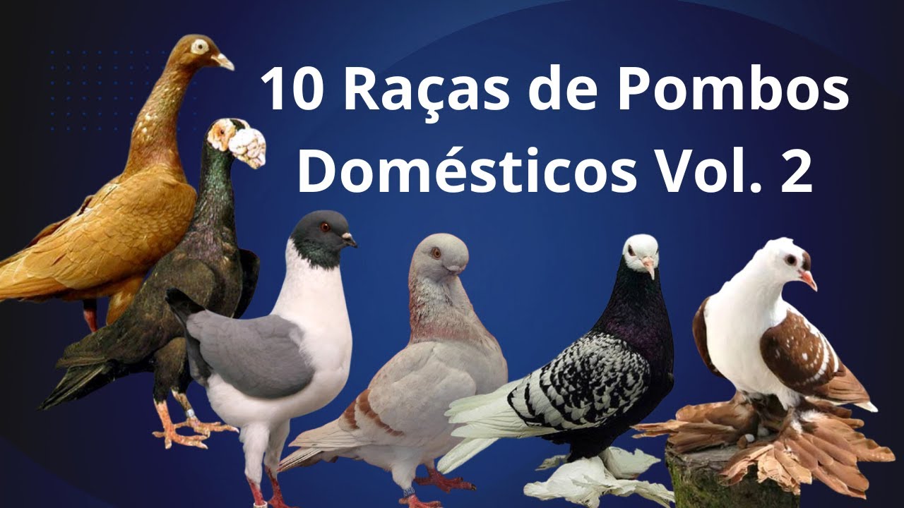 10 raças de pombos domésticos Volume 2 - YouTube