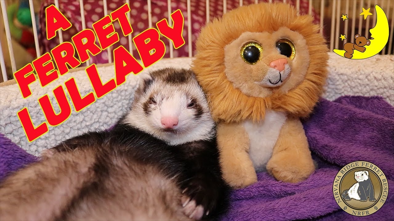 A Ferret Lullaby. Nirvana Ridge Ferret Rescue. - YouTube