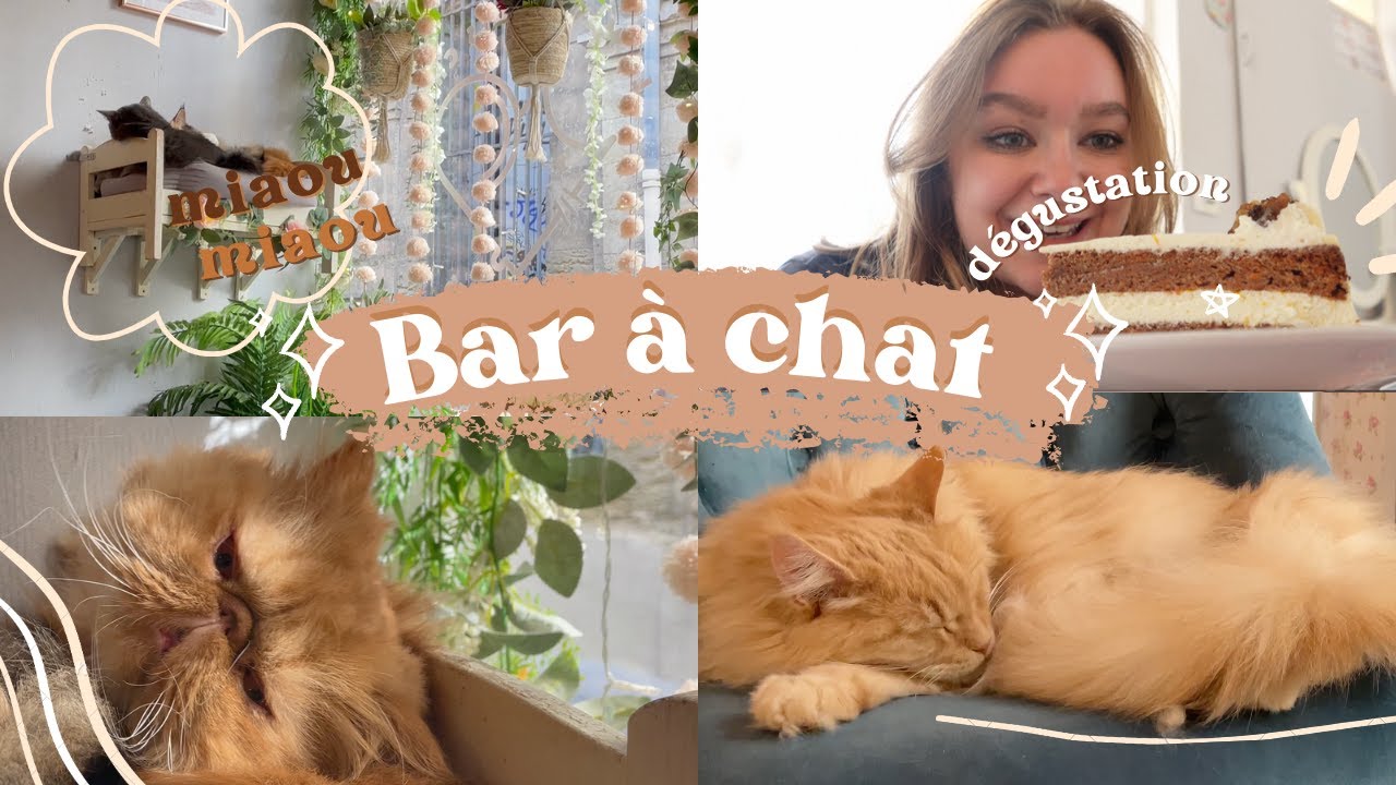 je teste un BAR A CHAT 🐱🐈 - YouTube