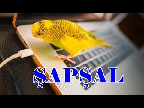 ŞAPŞAL ses kaydı│ Muhabbet kuşu ve Papağan için │ %100 konuşacak!