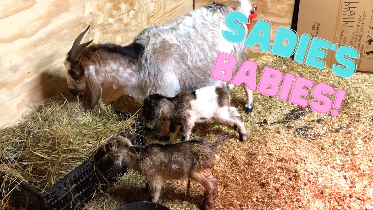 Our Goat giving birth during a storm FULL (Warning Graphic) - YouTube