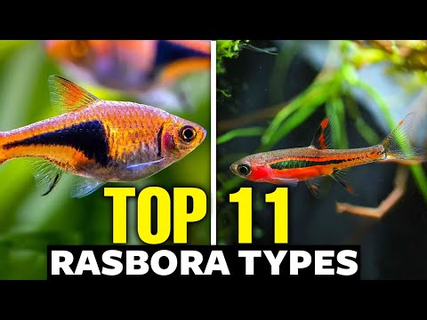 Types of Rasboras (11 Best With Pictures!) - AquariumStoreDepot