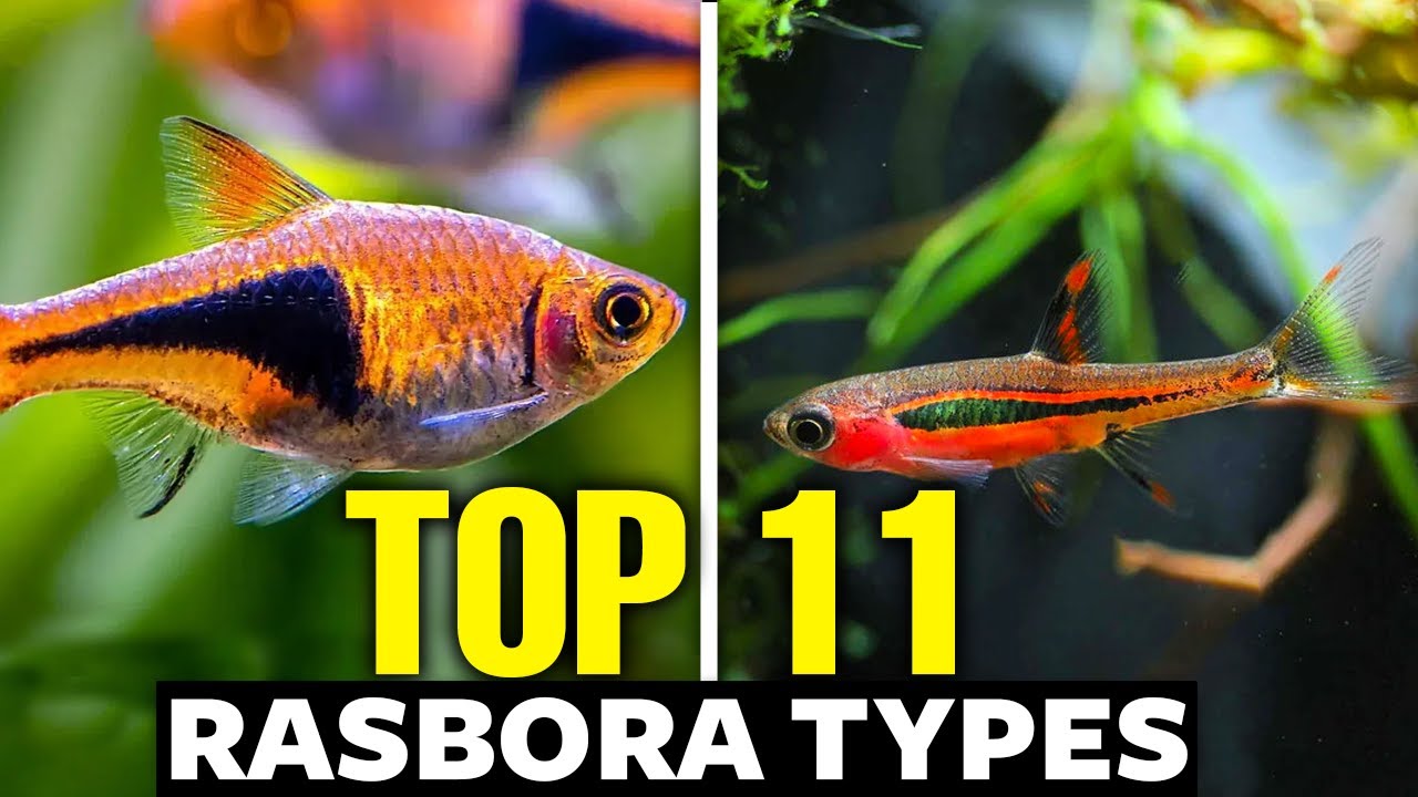 The 11 Best Types of Rasboras 🐟 - YouTube