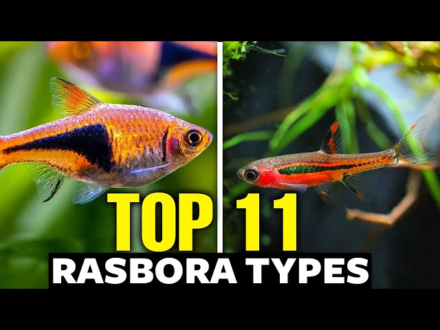 Types Of Rasboras