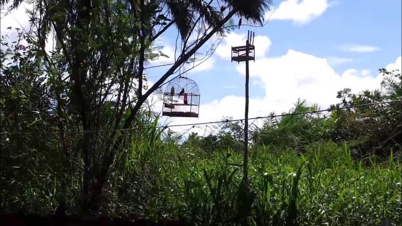 pico chant sapin sinnamary - YouTube