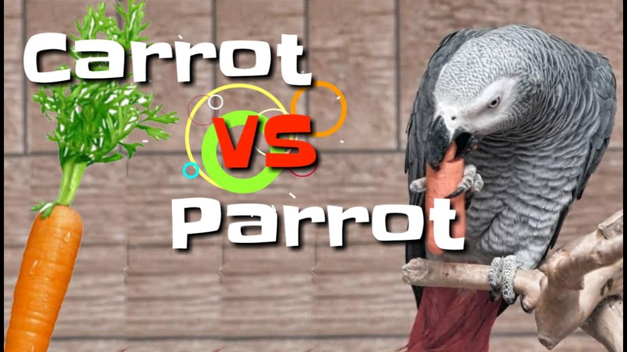 Carrots for Parrots - YouTube