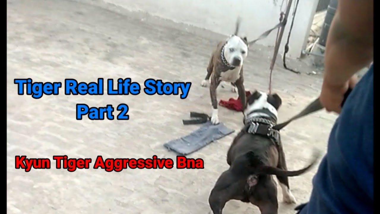 ( Tiger Real Life Story Part 2 ) कैसे टाइगर इतना एग्रेसिव बना // most ...