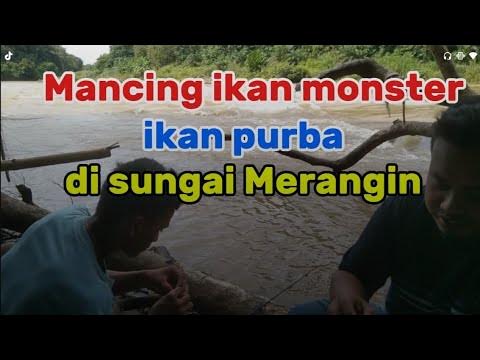 Mancing ikan monster dalum di sungai merangin - YouTube