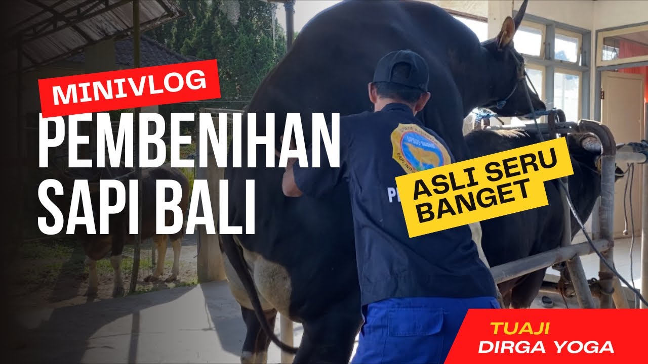 Mini Vlog keseruan Di tempat Pembenihan Sapi BALI - YouTube