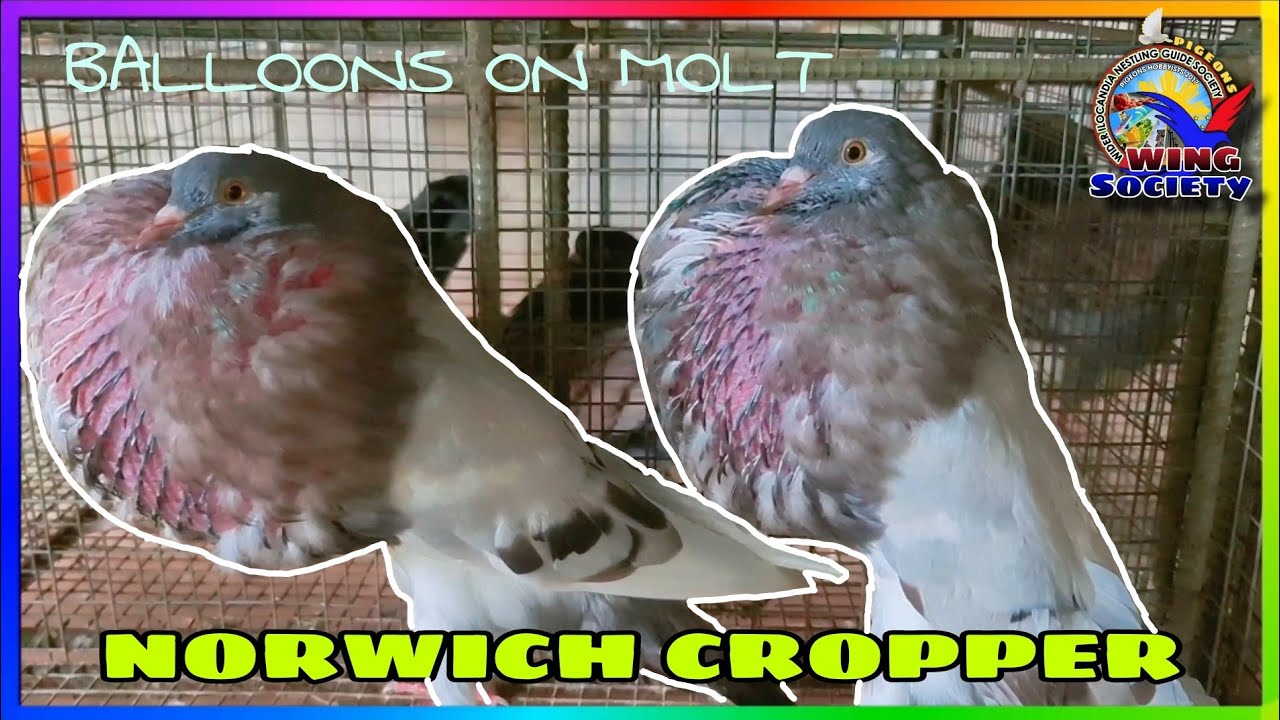 ON MOLT - NORWICH CROPPER BLUE BREEDERS || MOLTING SEASON?? Croppers by ...
