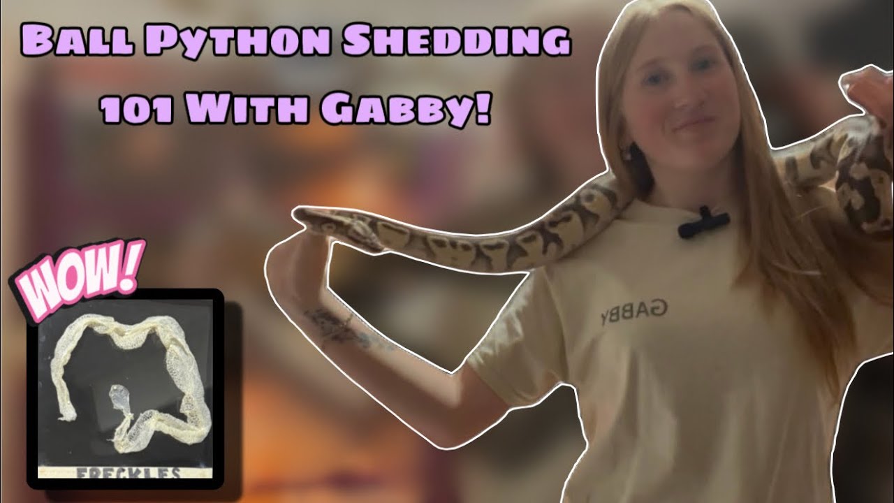 Why are my Ball pythons eyes blue? Here Gabby will go through all the ball python shedding 101s ...