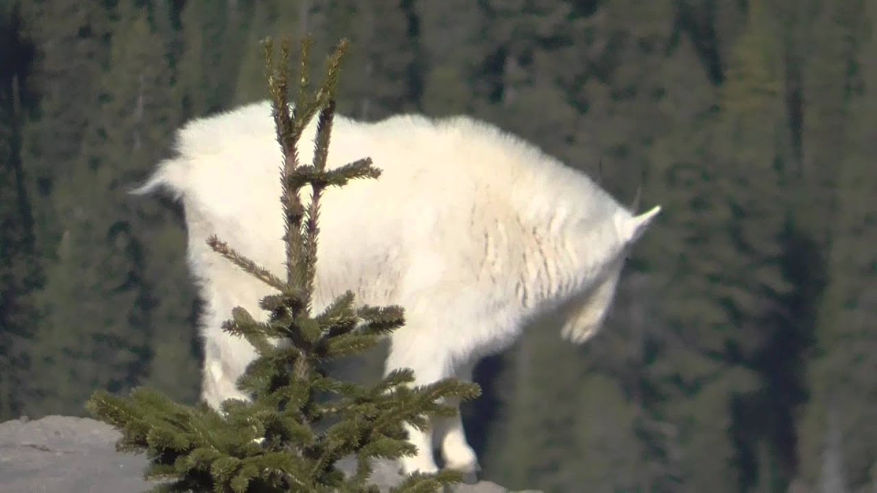 Mountain goat family - Flathead Range, SE BC - YouTube