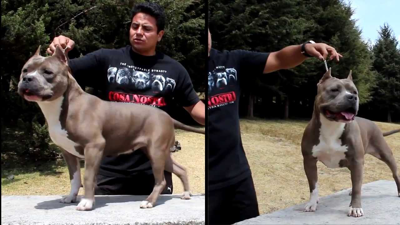 AMERICAN BULLY FAT BEAR KENNELS PROMO - YouTube