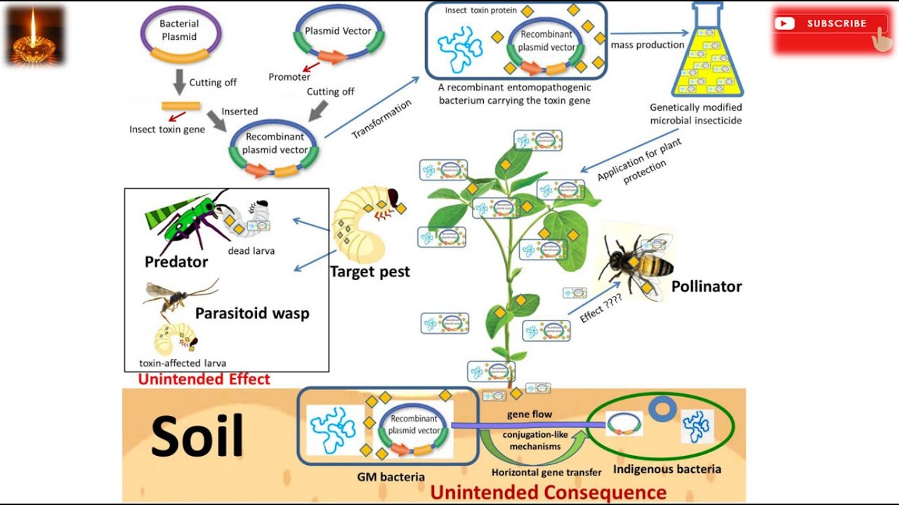 Mode of action of Bacillus thuringiensis-The mechanism of Bt toxicity ...