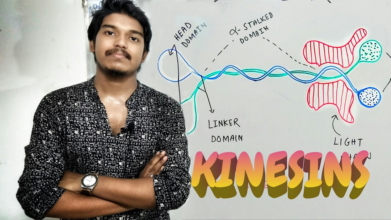 MOTOR PROTEIN | KINESIN | MICROTUBULES-DETAILED ANALYSIS BY ROUNIK ...