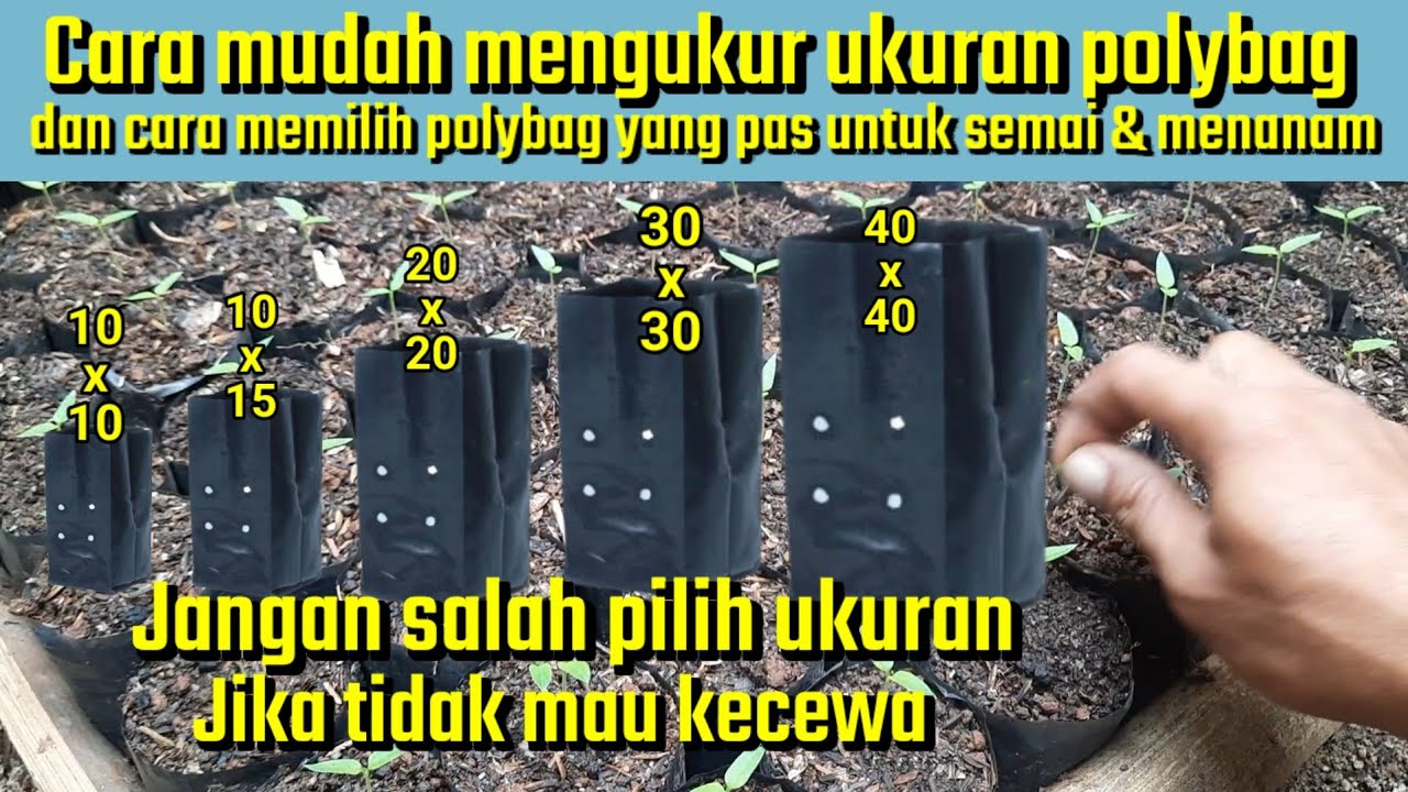 Ukuran polybag yang cocok untuk berbagai jenis tanaman. - YouTube
