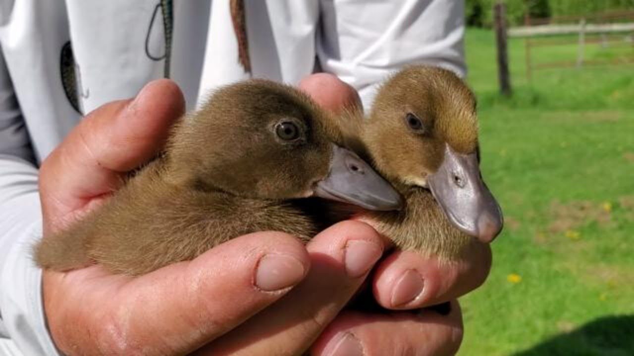 Twin Ducklings!! - YouTube