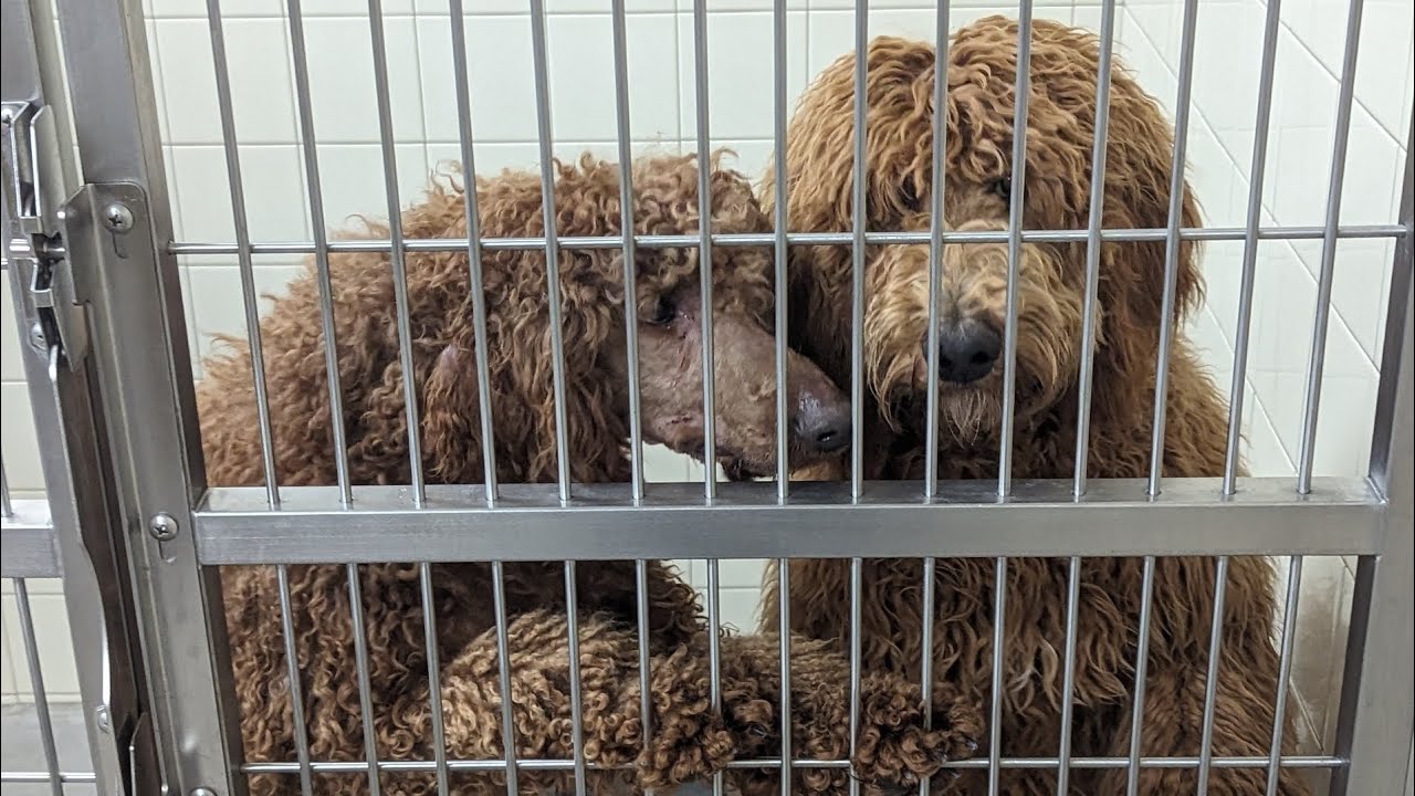 LOST & STRAY DOGS PICKED UP IN SPOKANE WASHINGTON AS OF 3/2/24. SCRAPS ...