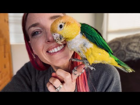 How I Get ANY BIRD to Eat HEALTHY! | Widget The Curious Caique | Parrots Are Curious Creatures!