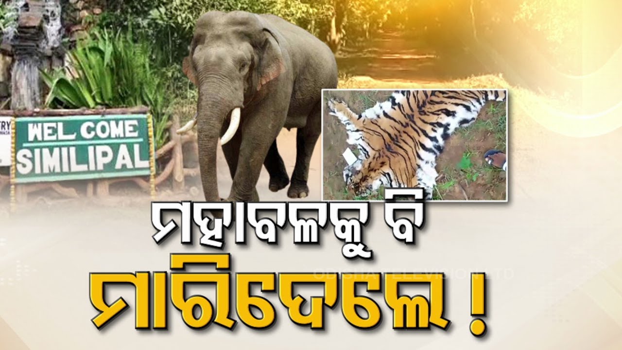 Alarming rise in poaching of Royal Bengal Tiger poaching in Simlipal ...