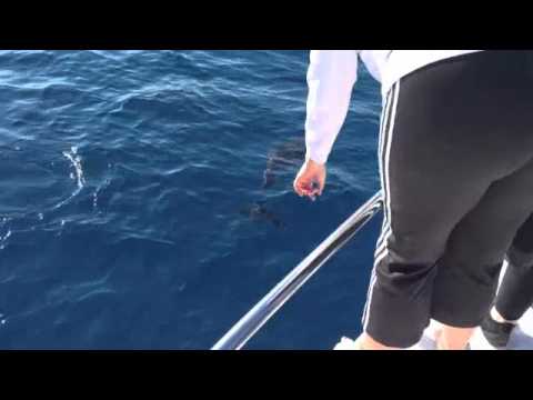 Dolphins migrating in Ft. Lauderdale Florida - YouTube