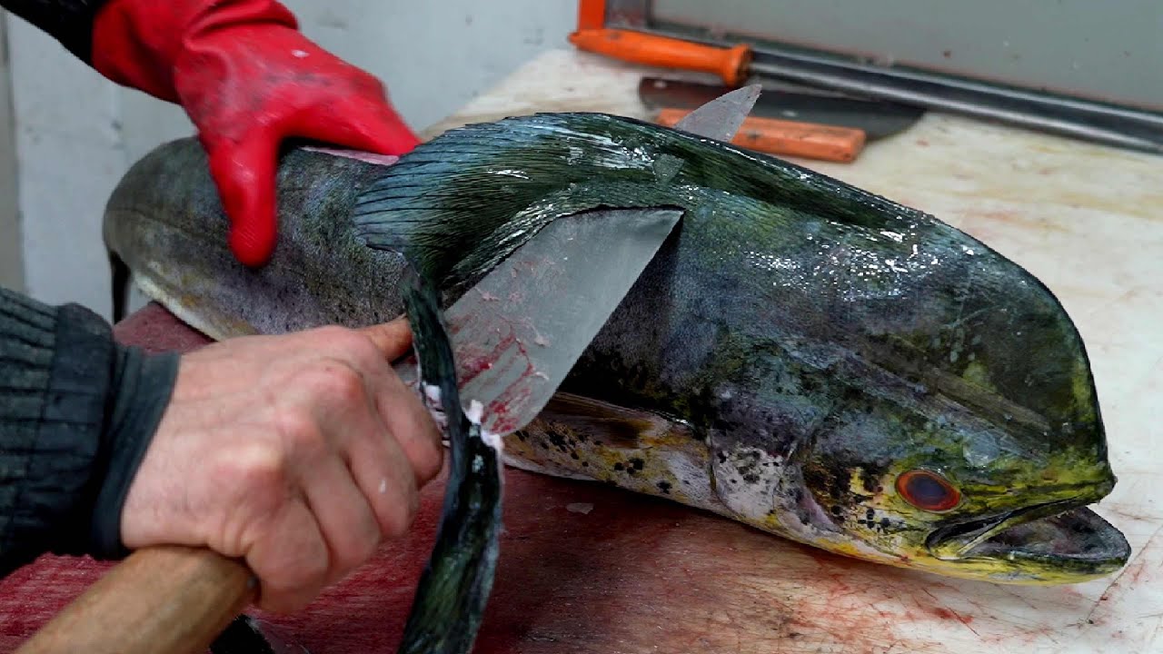 Best How To Fillet a Mahi-mahi | FISH CUTTING - YouTube