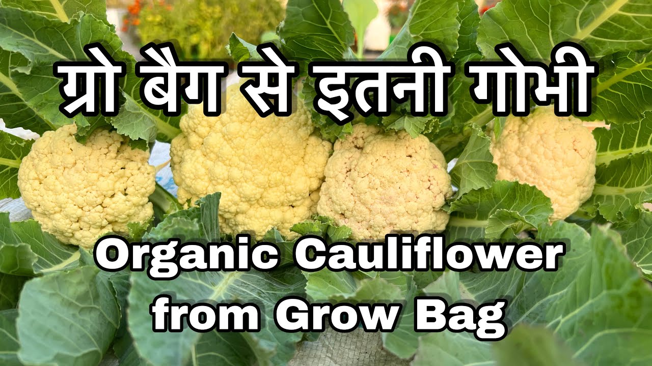 Organic Cauliflower from Grow Bags || Harvesting of Cauliflower || Grow ...