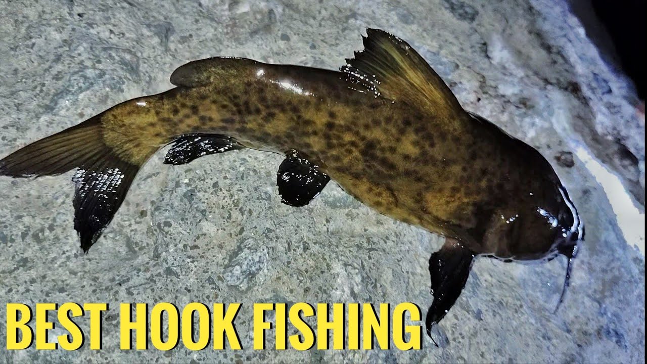 Amazing different fishes catching👦🎣 | single hook fishing | | river ...