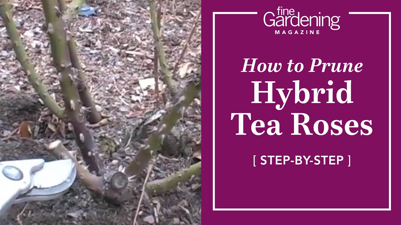 How to Prune Hybrid Tea Roses - YouTube