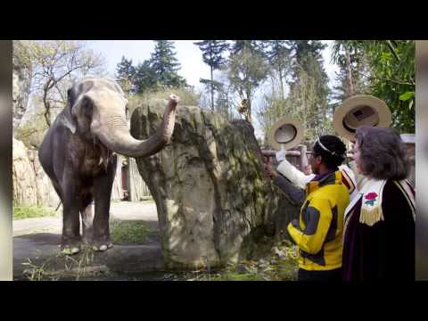 Packy the elephant's life in photos