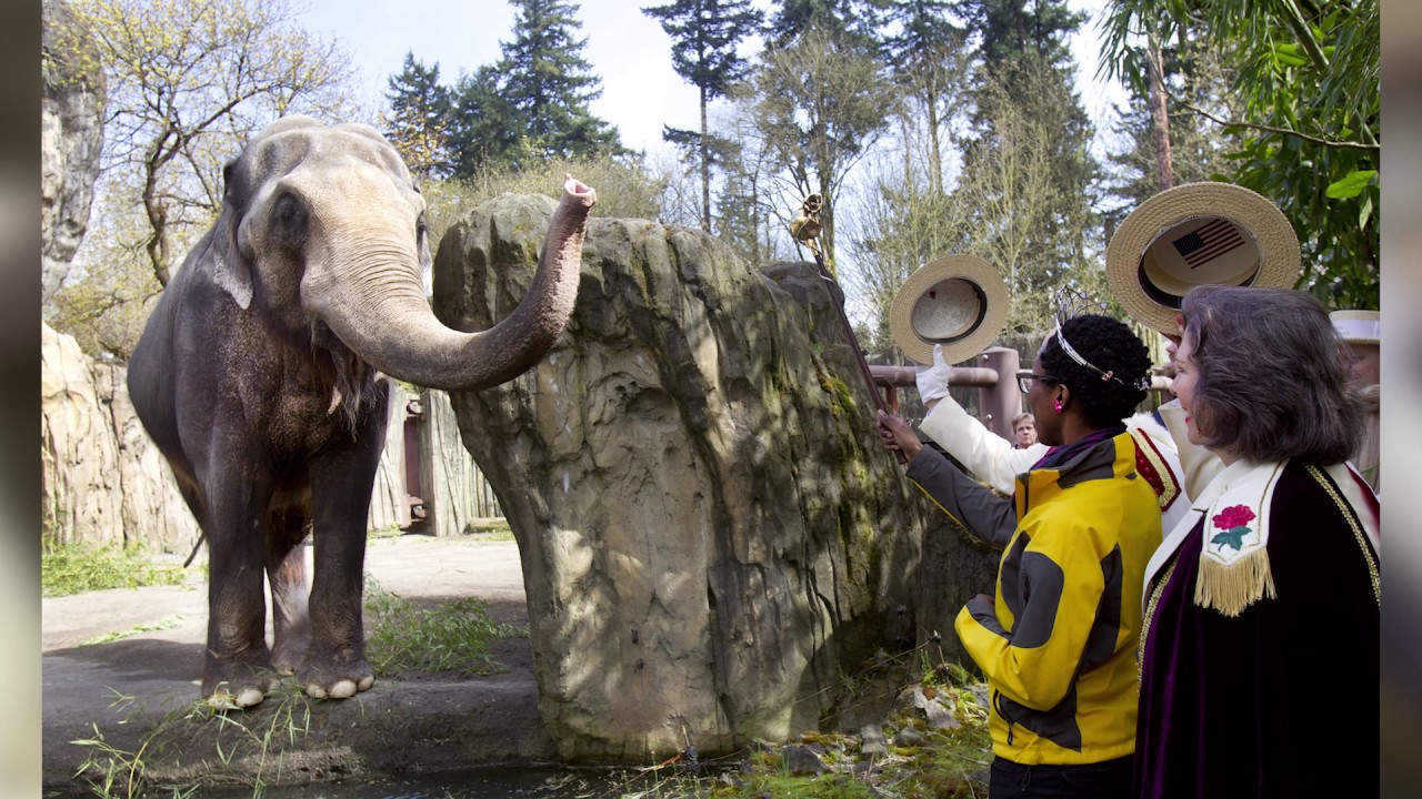 Packy the elephant's life in photos - YouTube