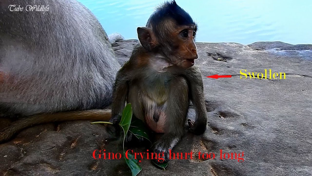 Sooo Big Sad Baby GINO Crying So Long, Hungry & Deep Hurt Left Hand cos ...