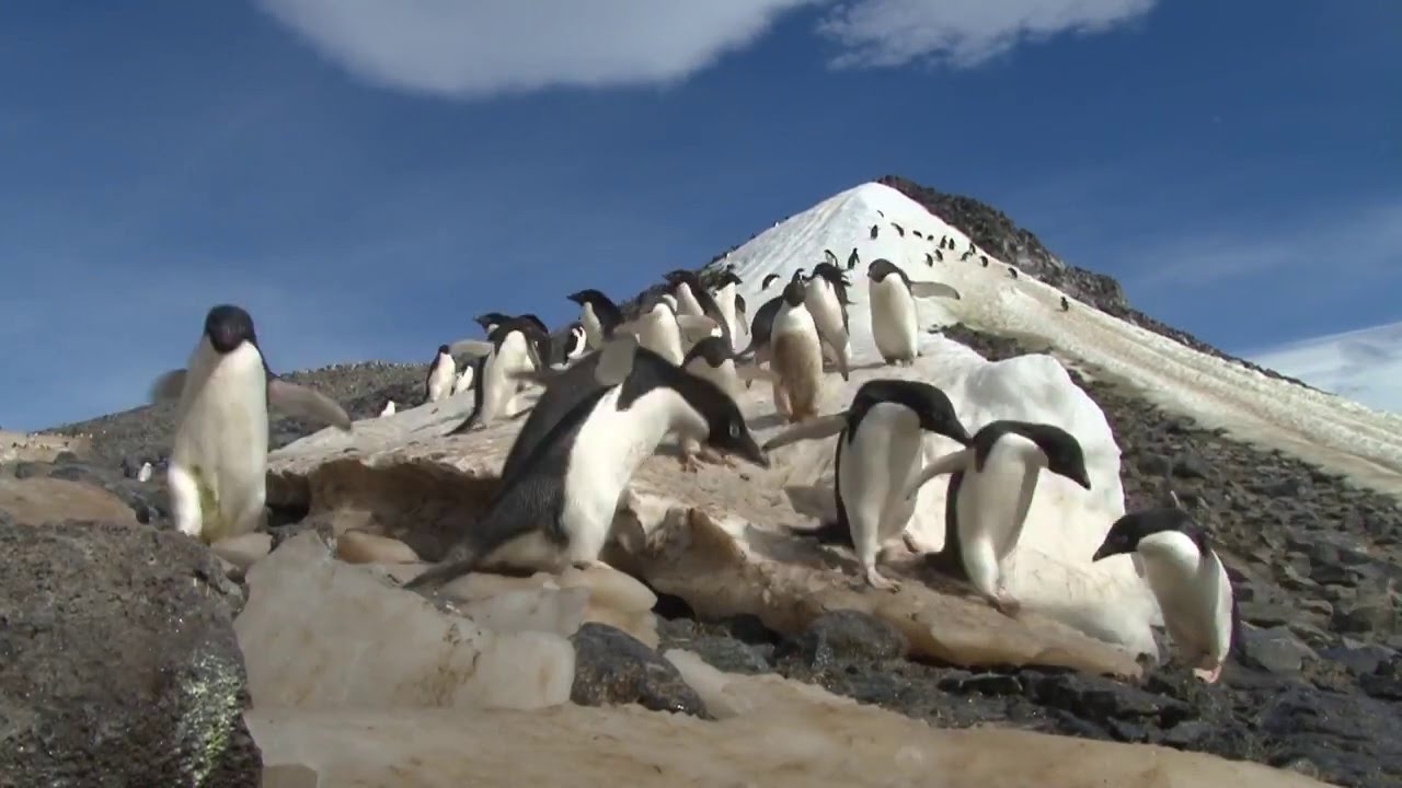 Nature Reel - YouTube