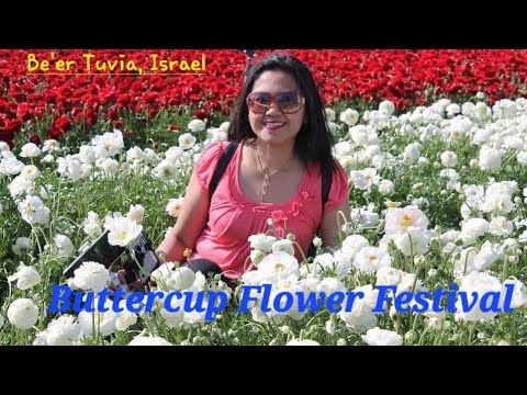 Buttercup Flower Festival Be'er Tuvia, Israel - YouTube